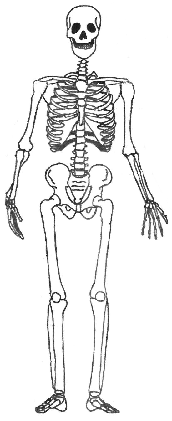 Coloriage Corps Humain Imprimer Gratuit Skeleton 32 Characters ...