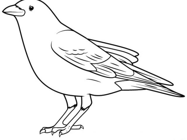 Coloriage D Un Corbeau Dessin à Imprimer Un Corbeau Dory Coloriages ...