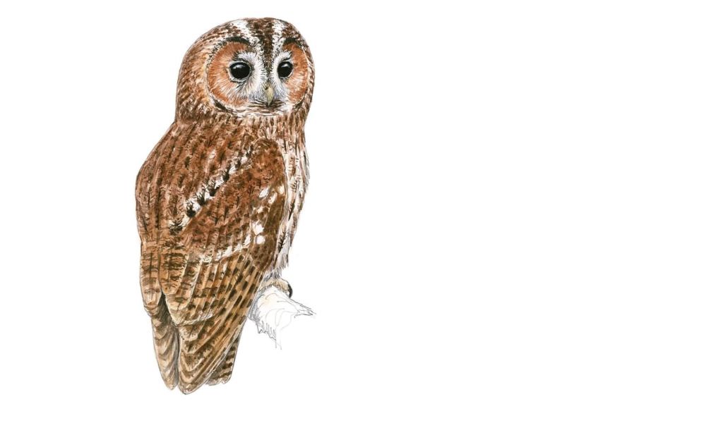 Coloriage De Chouette Hulotte Chat Huant La Salamandre | danieguto