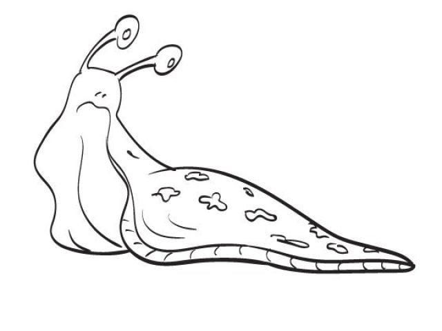 Coloriage Limace Dessin Et Coloriage Limace Imprimer | danieguto